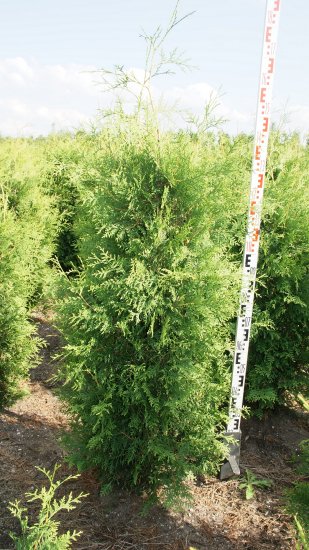 Thuja Brabant 125-150 cm Rotklump [Rotklump] - Frilandsodlad Thuja ...