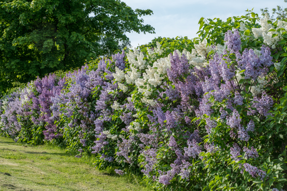 Syrenhäck | Plantering och Skötsel.se