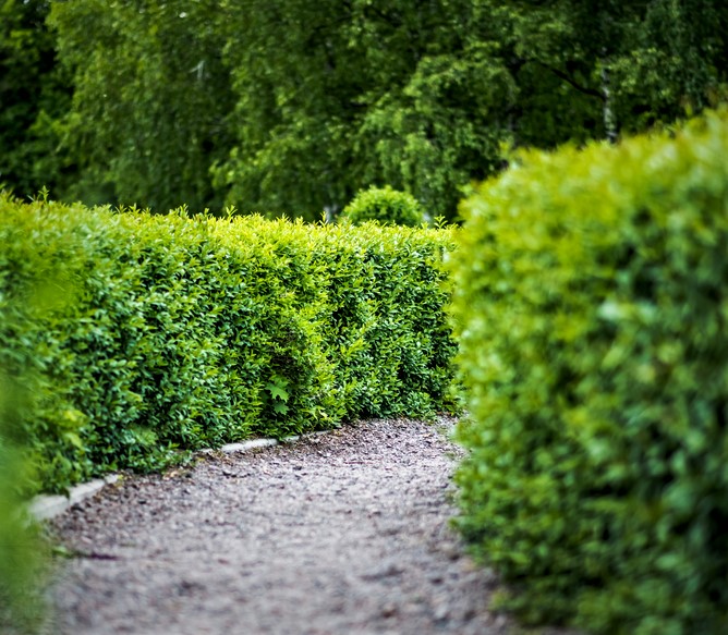 Vintergrön Liguster | skötselråd och beställning